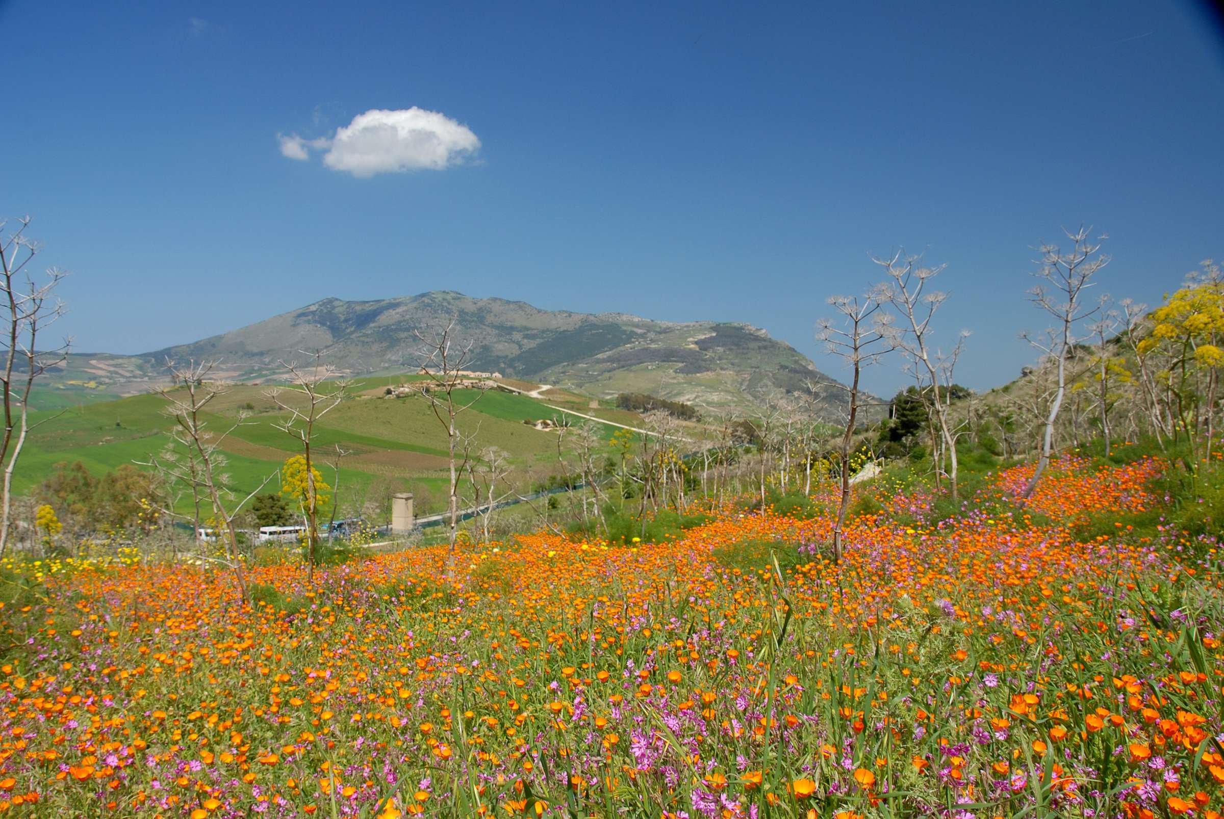 Segesta Archaeological Site Tour in Sicily