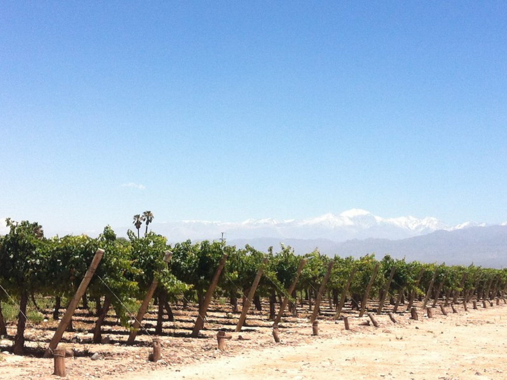 A Context Expert’s Toast to Argentine Wine